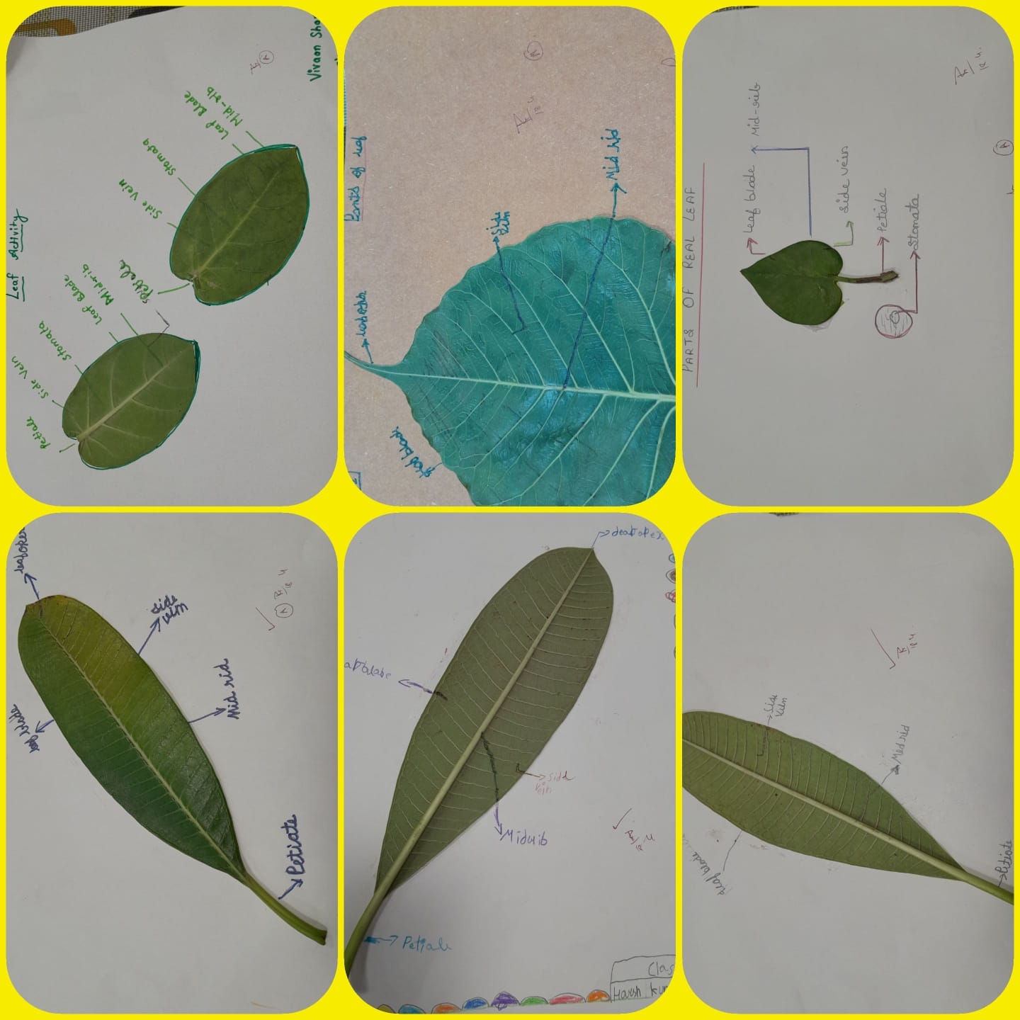 KALKA PUBLIC SCHOOL BPTP Gallery Subject Enrichment Activity 